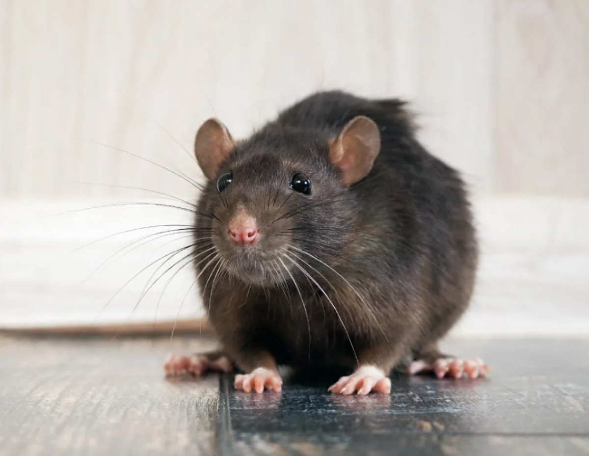 Tomaban algo en una cervecería de La Plata y aparecieron 'ratas ...