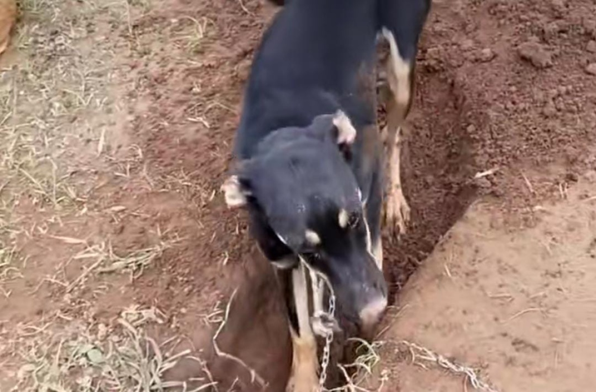 "¿Qué hiciste negra?": sorprendió a su perra haciendo una "macana" en ...