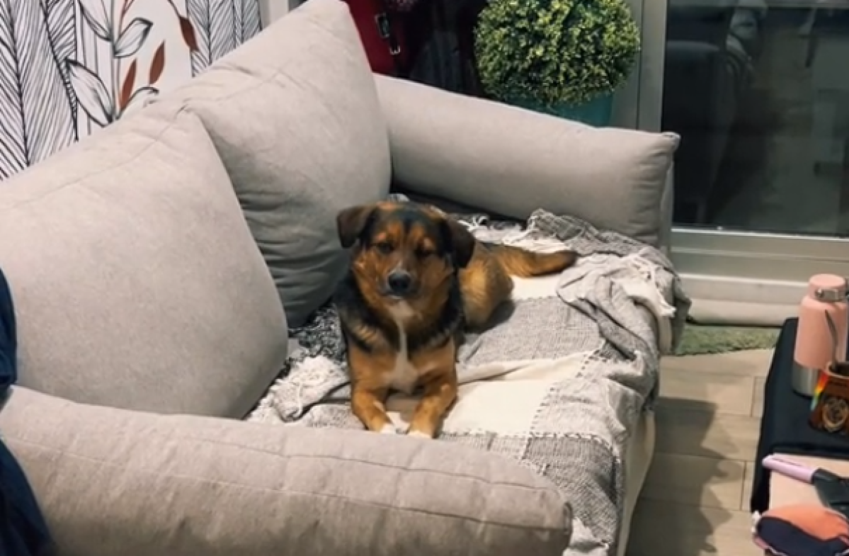“Es un mecanismo de defensa”: un simpático perro es furor en redes ...