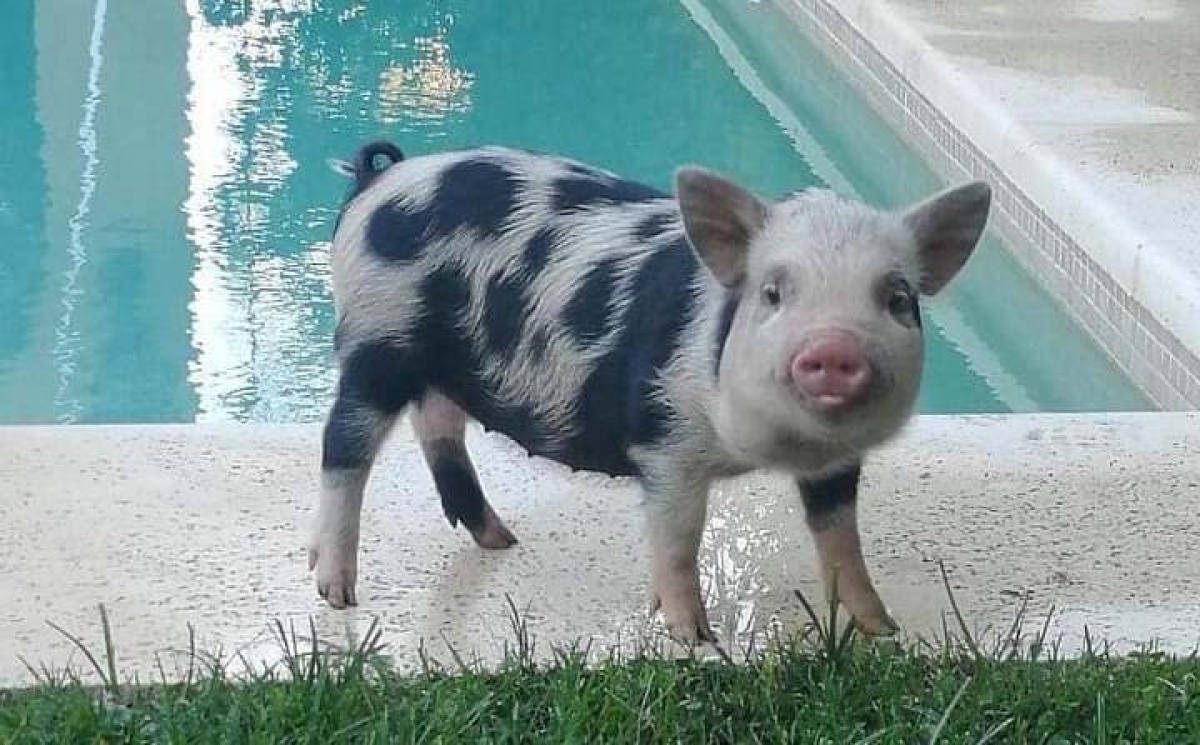 Un hombre adoptó a un chanchito diciendo que era para sus hijas pero en ...