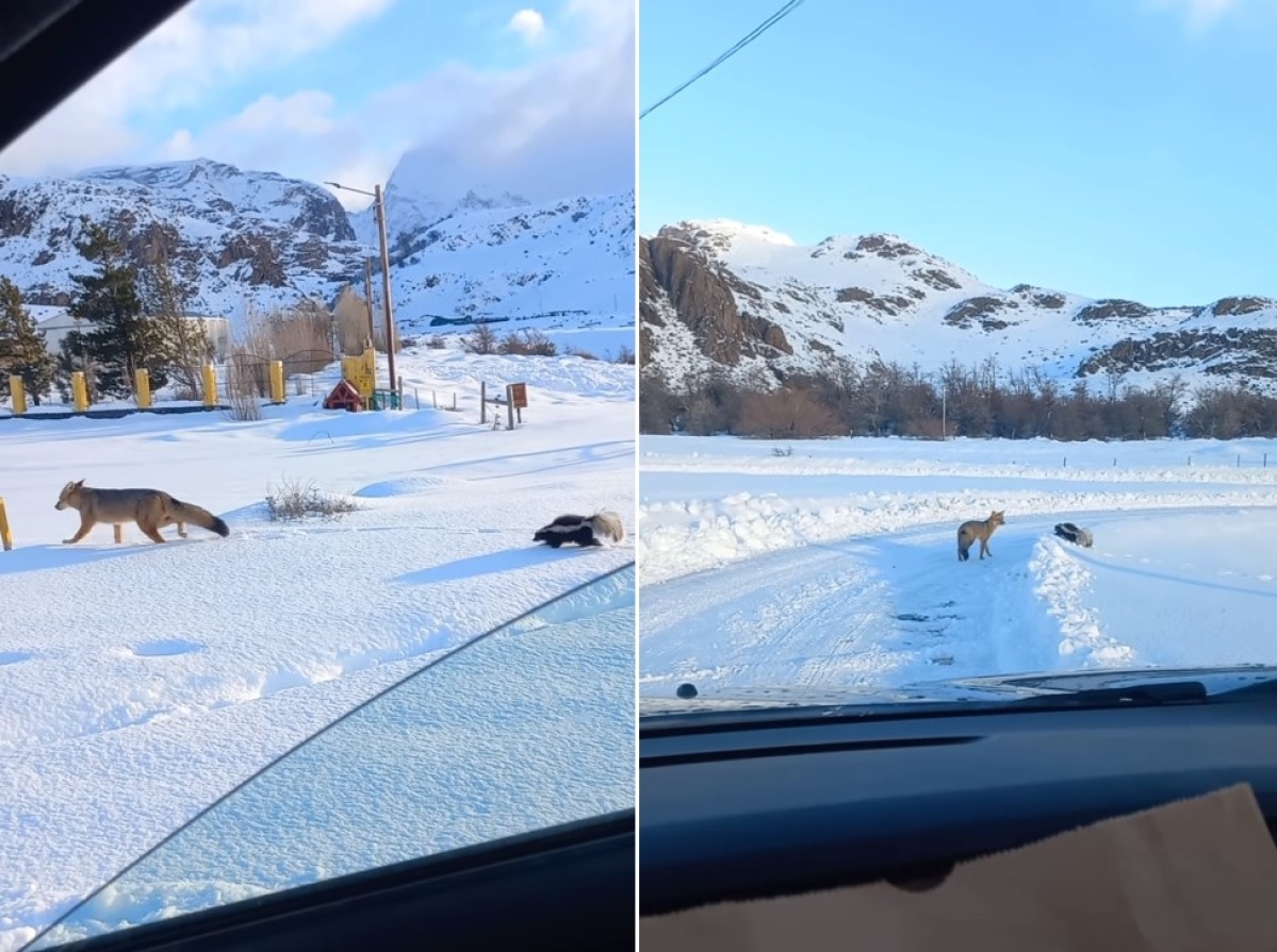 Paseaba en medio de la nieve, encontró una escena salida de "un cuento" y se volvió viral: "Qué ...