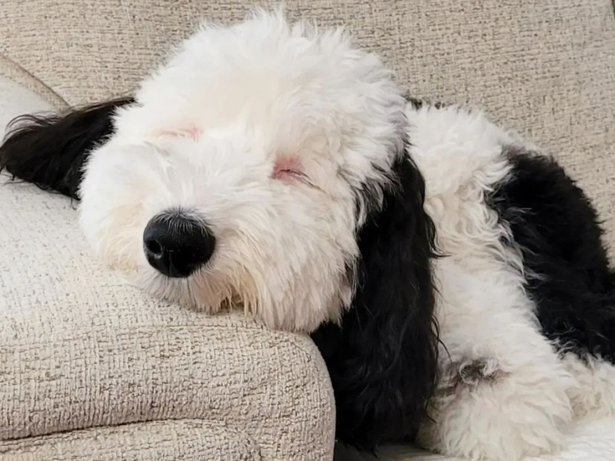 Furor por el perrito idéntico a Snoopy: "¡Este perro se parece más a ...