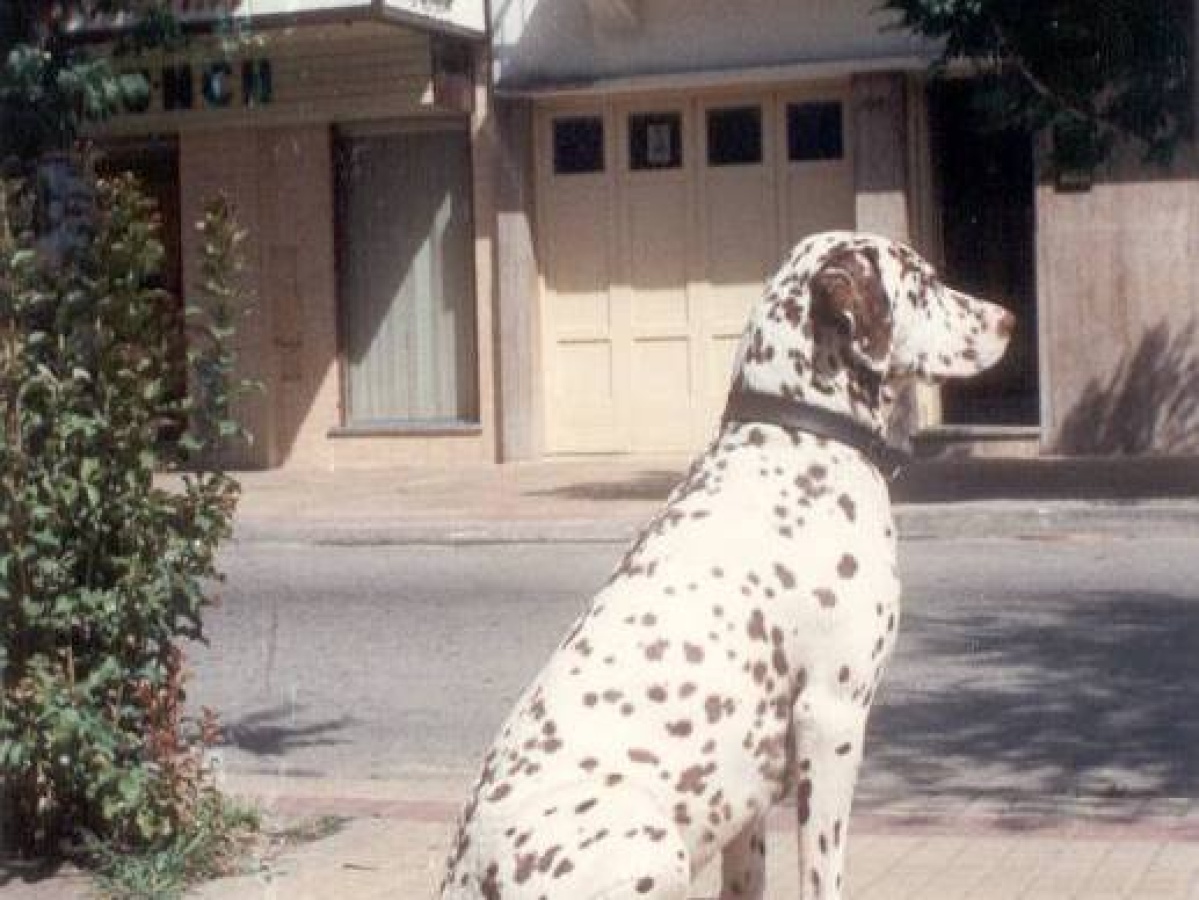 El dálmata que acompañaba a su dueño a donde sea y conocía a todos en ...