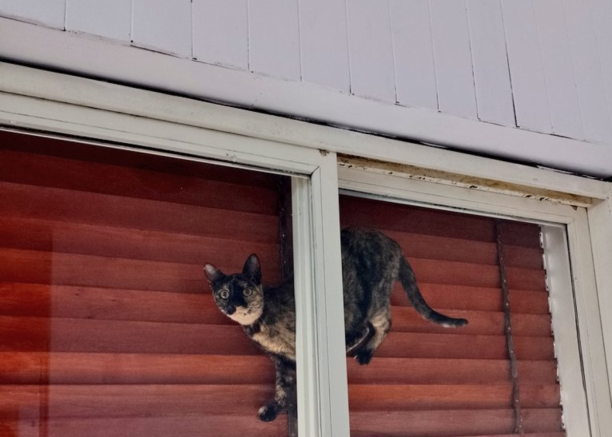 “Desafió las leyes de la gravedad”: la gata de una joven trepó por un ...